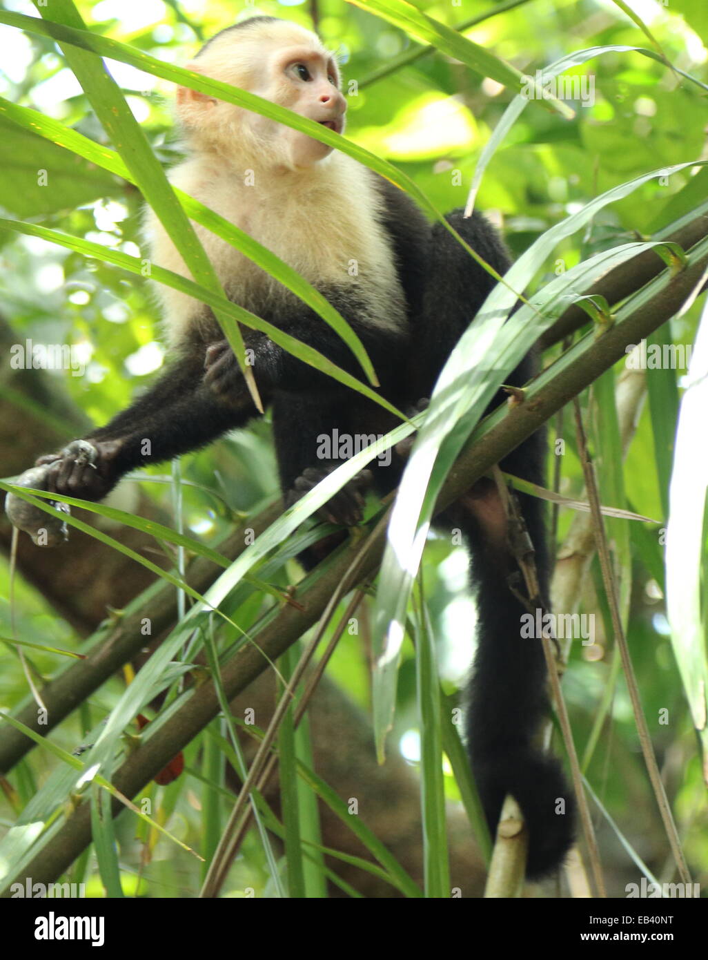 A baby white throated capuchin rests in a tree while eating in Manuel ...