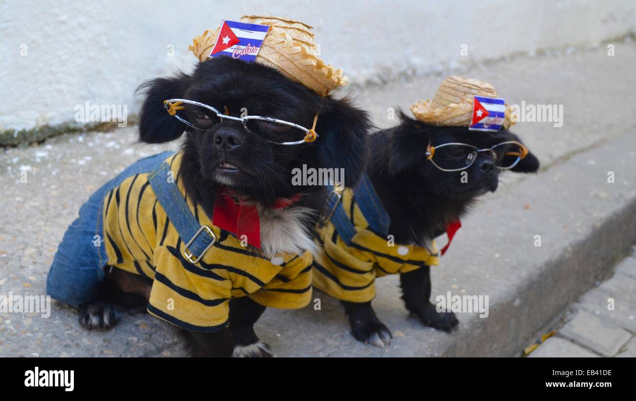 Two cute dogs dressed in Cuban national dress on the streets of old ...
