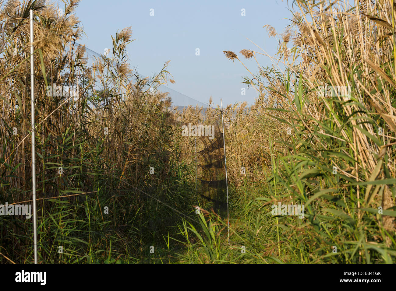 Mist net. Ornithologist. Birdwatching. Bird ringing station. Agamon ...