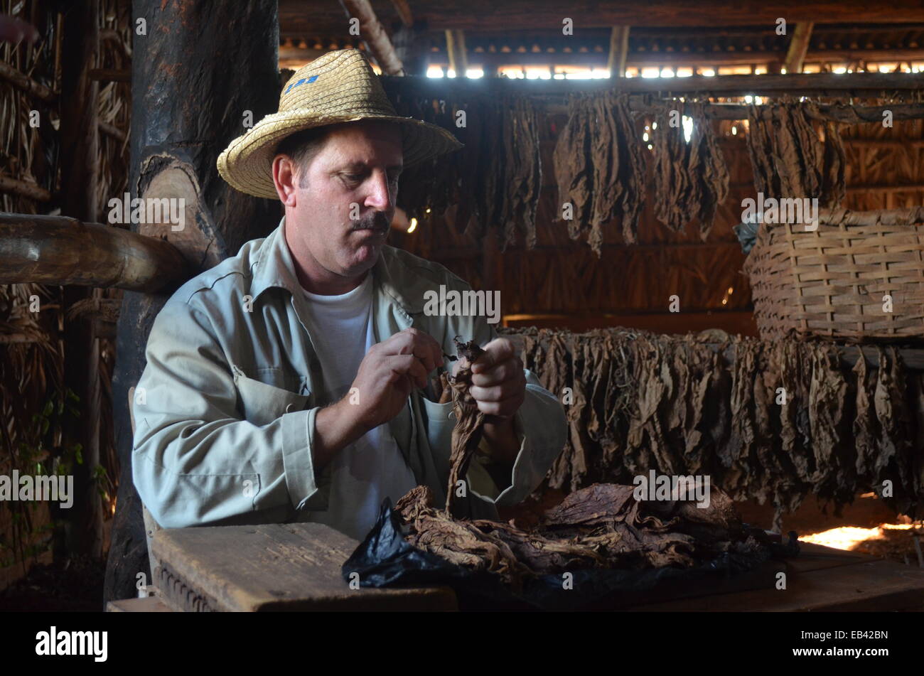 A Cuban man hand making Cigars on his ranch near Vinales in the Pinar ...