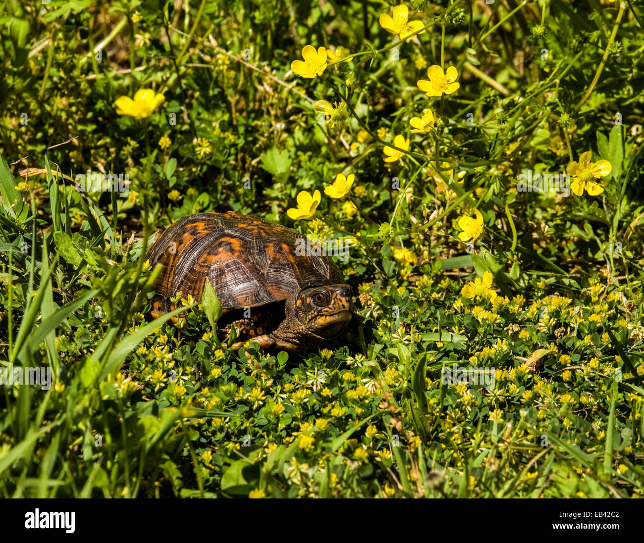 Close up of a Eastern box turtle isolated in the grass with yellow ...