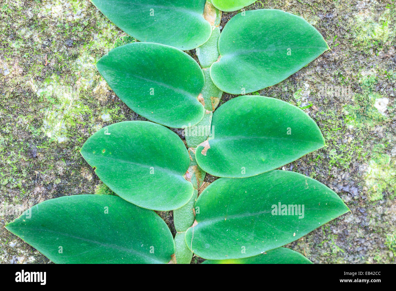 Climbing plant pattern hi-res stock photography and images - Alamy