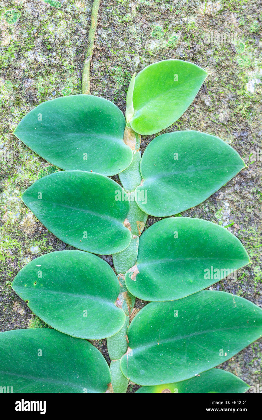 Small leaves plant climbing on the tree in forest Stock Photo - Alamy