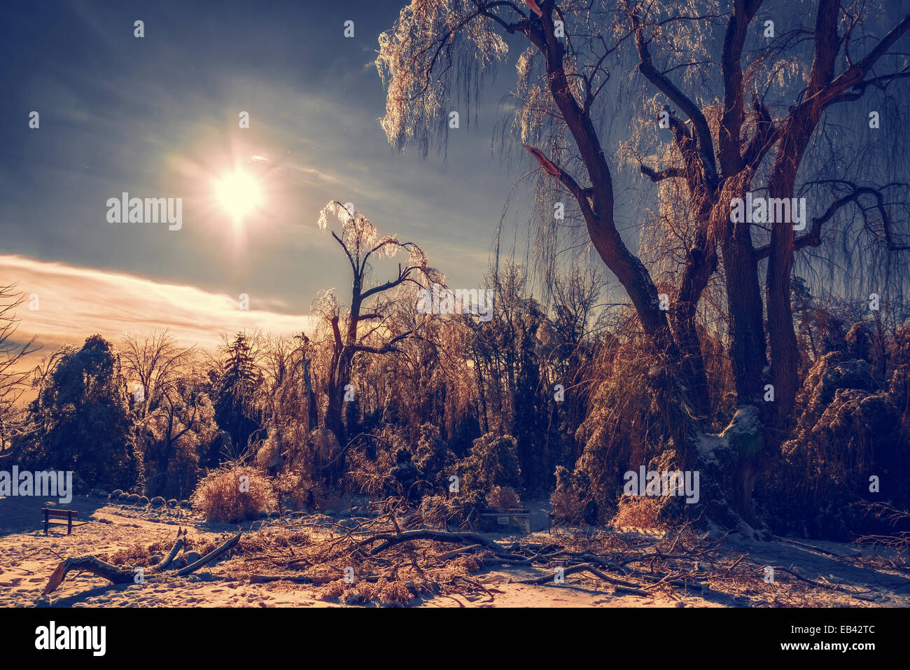 The sun casts an orange glow on ice covered trees and branches in a ...