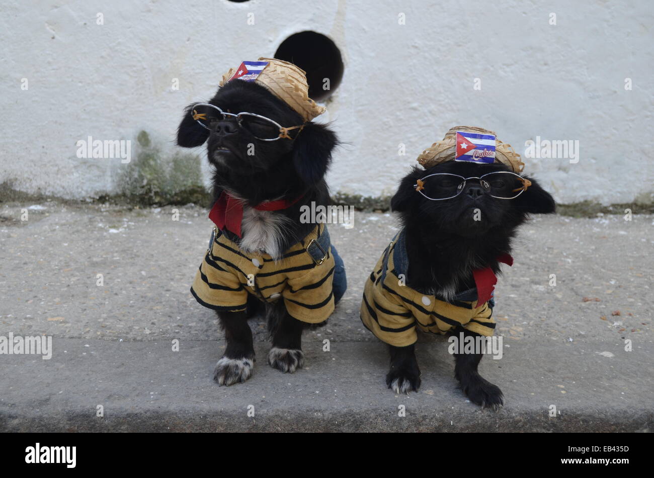 Two cute dogs dressed in Cuban national dress on the streets of old ...