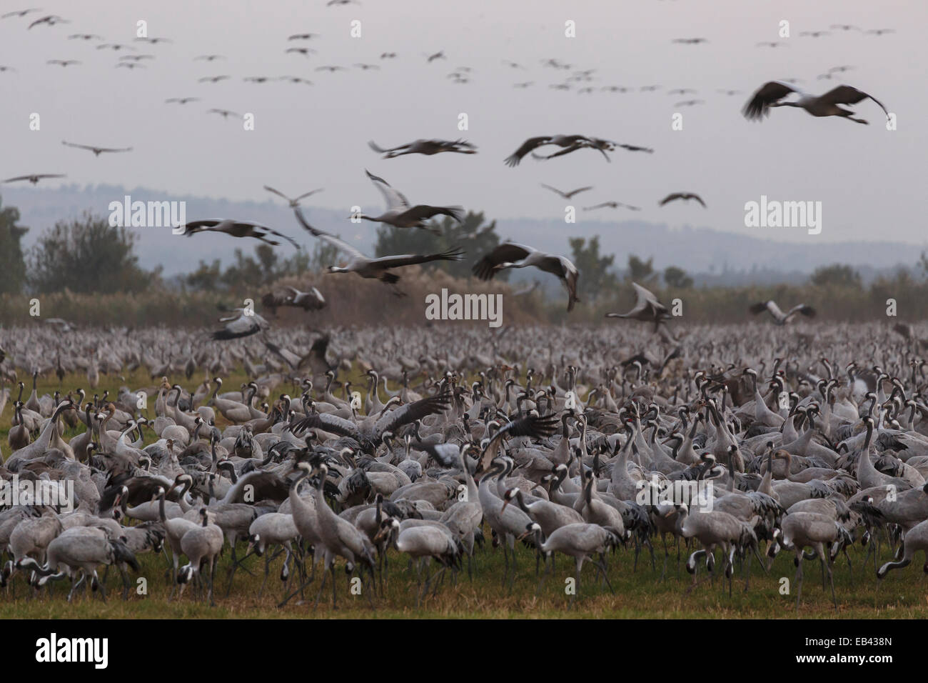 Common crane (Grus grus). Agamon Lake. Hula Valley. Israel Stock Photo ...