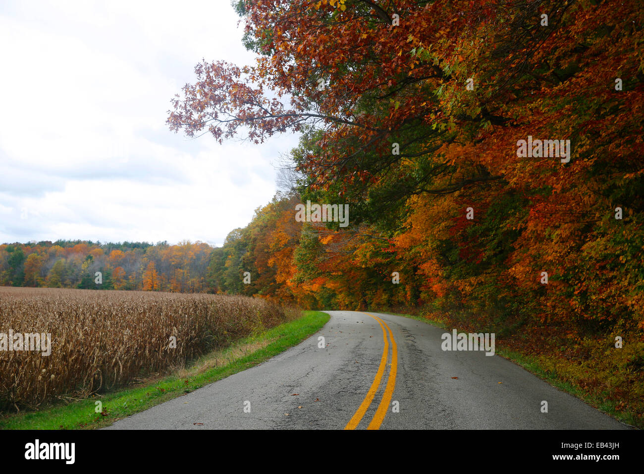 Rural Indiana road trip with autumn leaves and yellow line. scenic ...