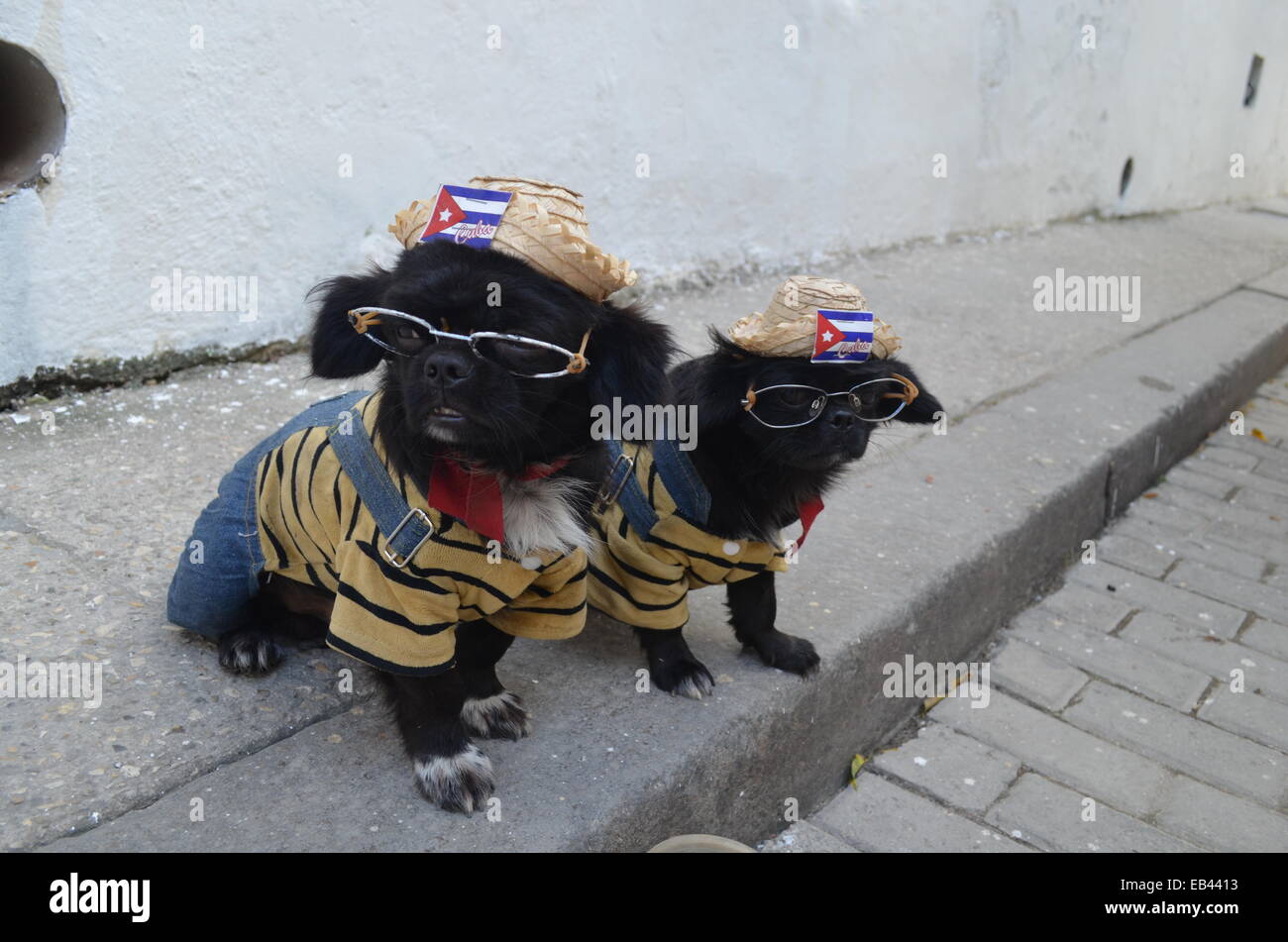 Two cute dogs dressed in Cuban national dress on the streets of old ...