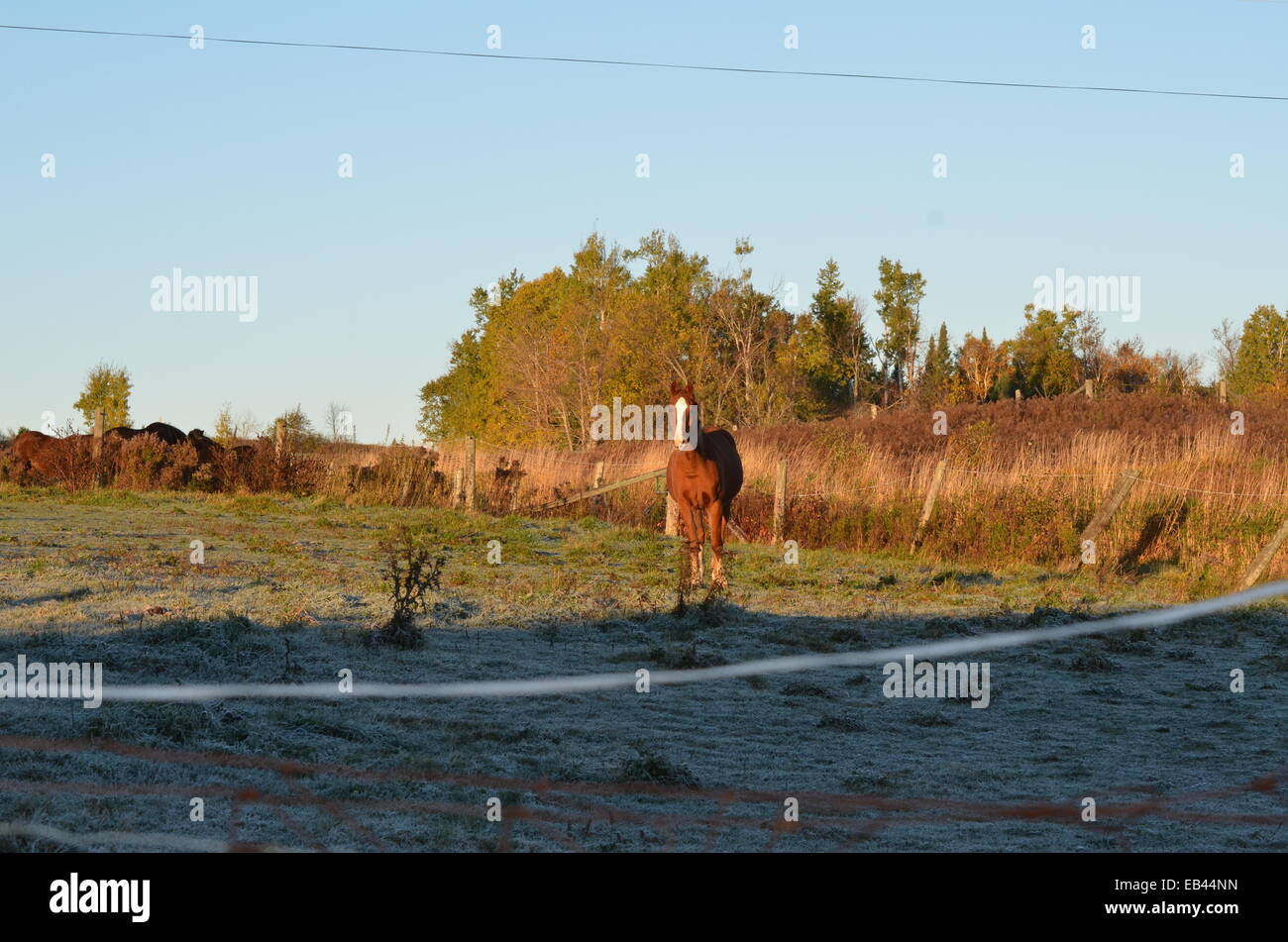horse in distance Stock Photo - Alamy
