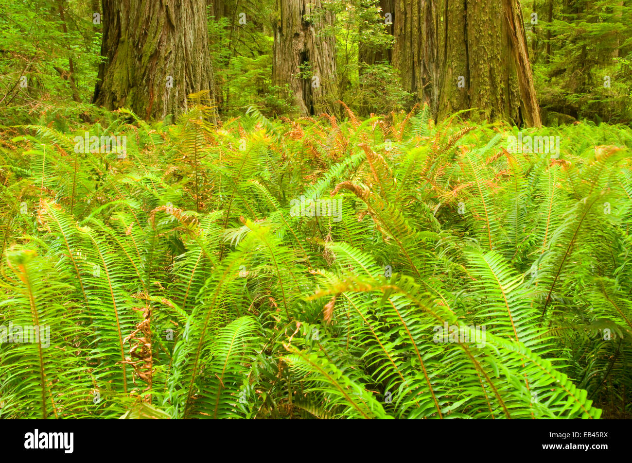 Coast redwood forest with sword fern along Simpson-Reed Trail, Jedediah ...