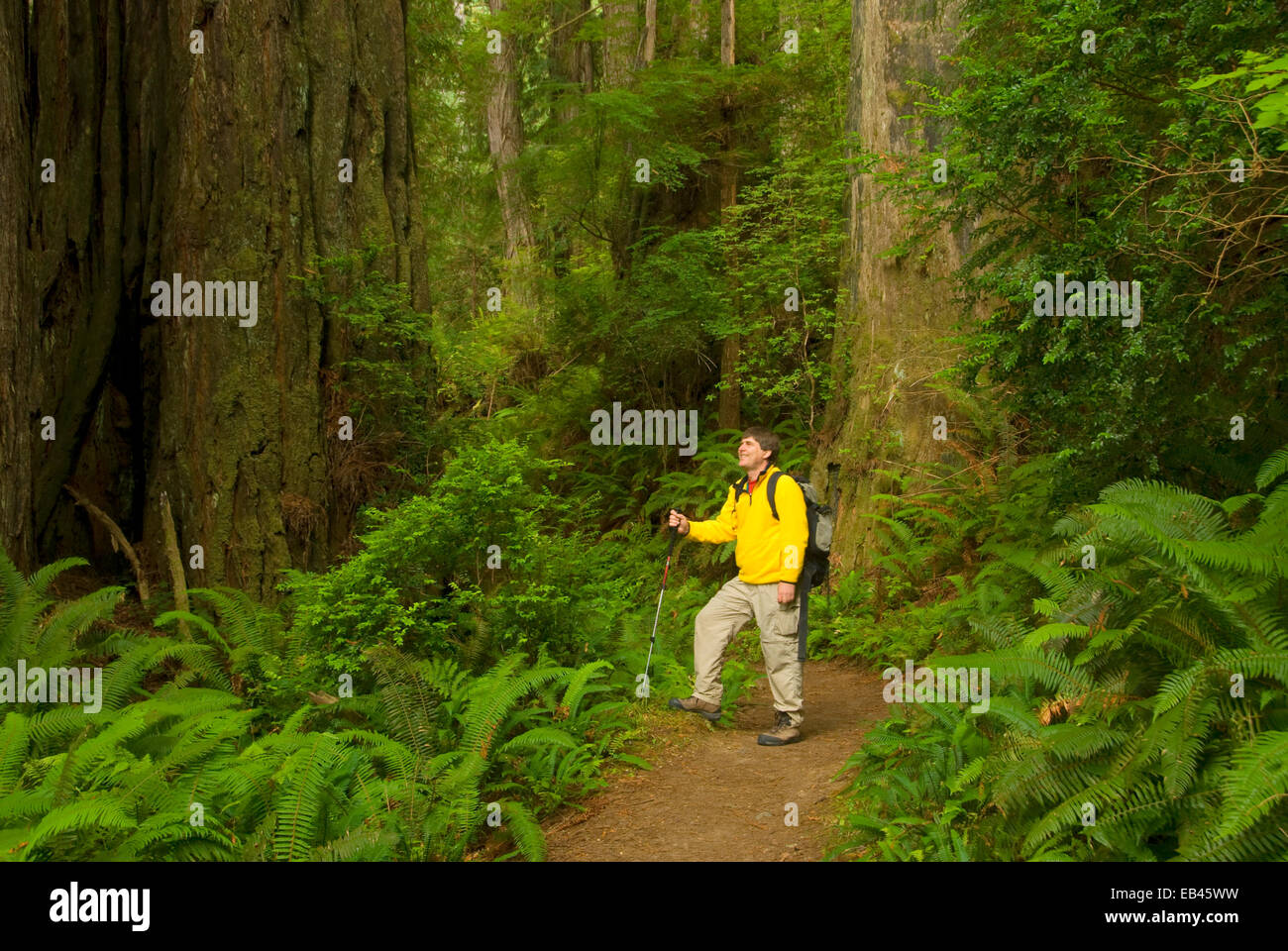 Redwood falls hi-res stock photography and images - Alamy