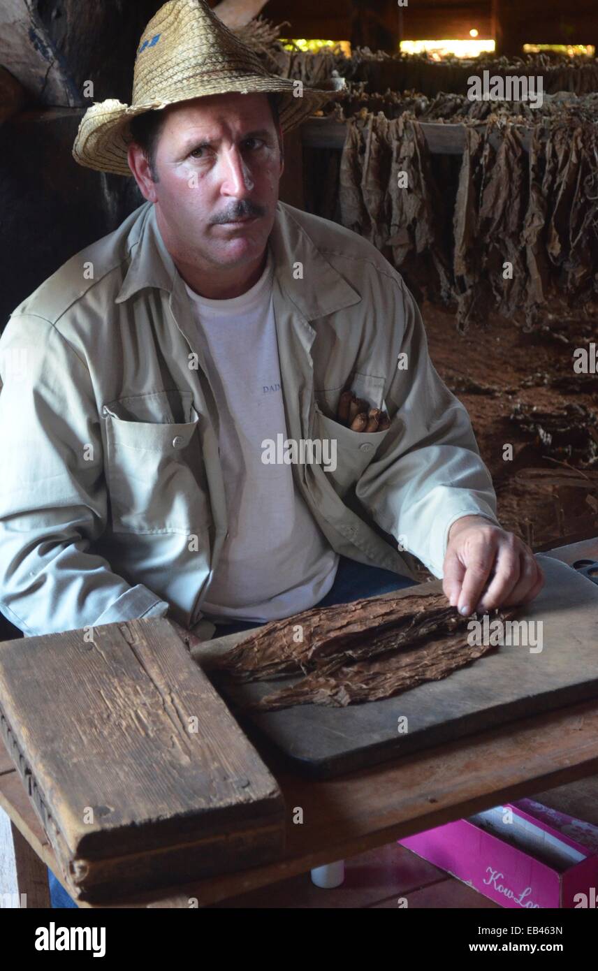 A Cuban man hand making Cigars on his ranch near Vinales in the Pinar ...
