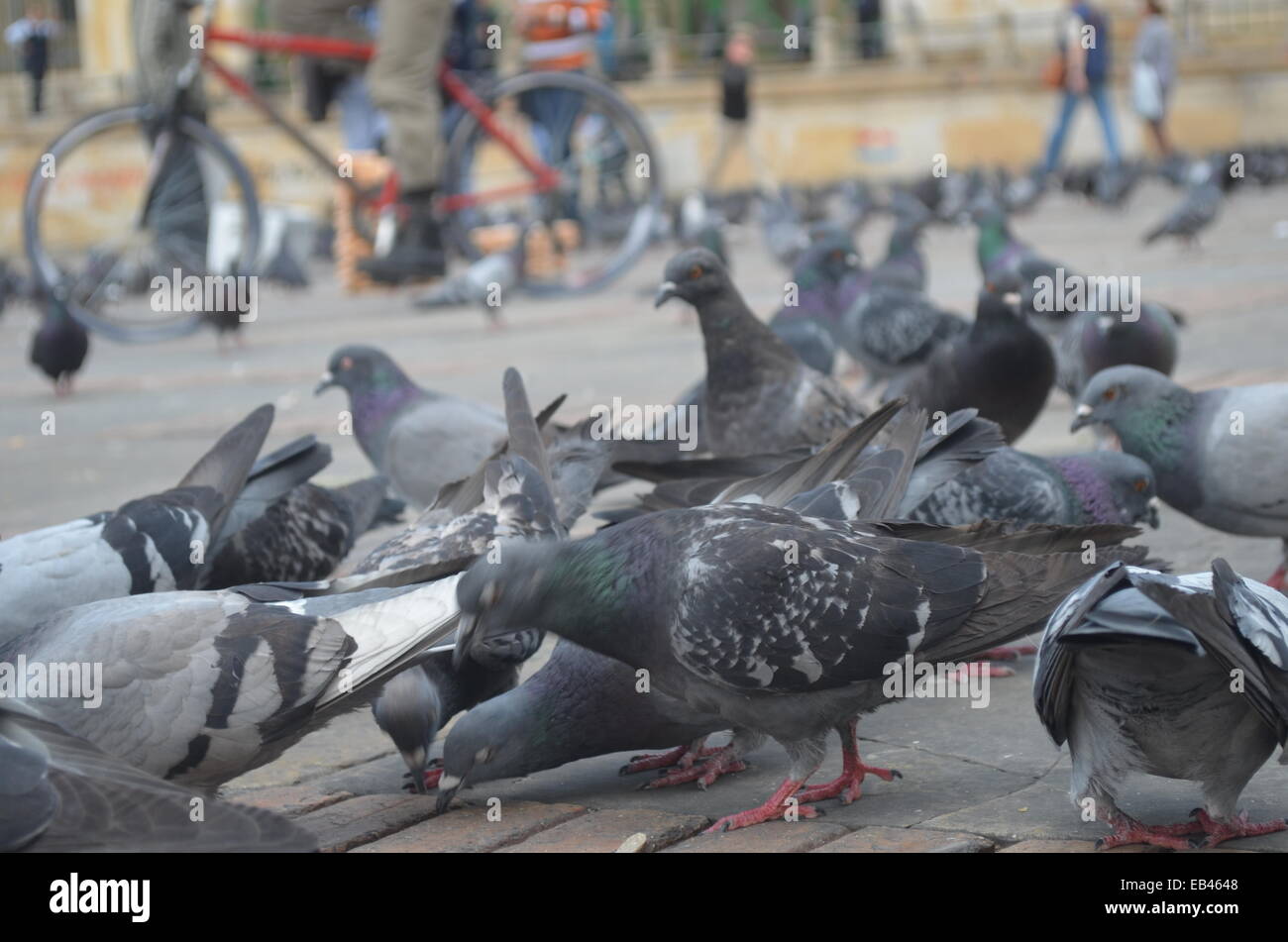 Columbidae family of birds hi-res stock photography and images - Alamy