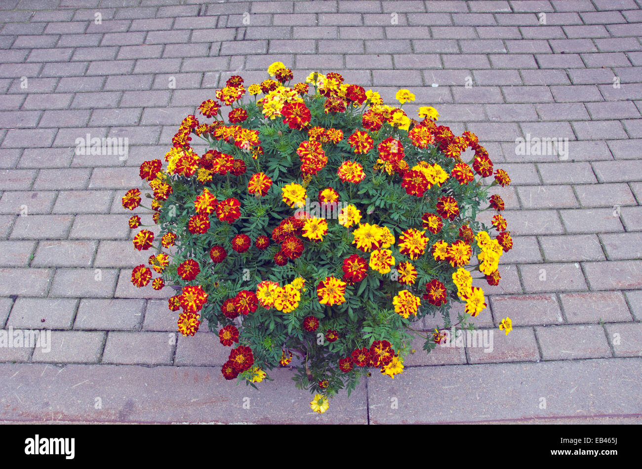flowers on street pavement background Stock Photo - Alamy
