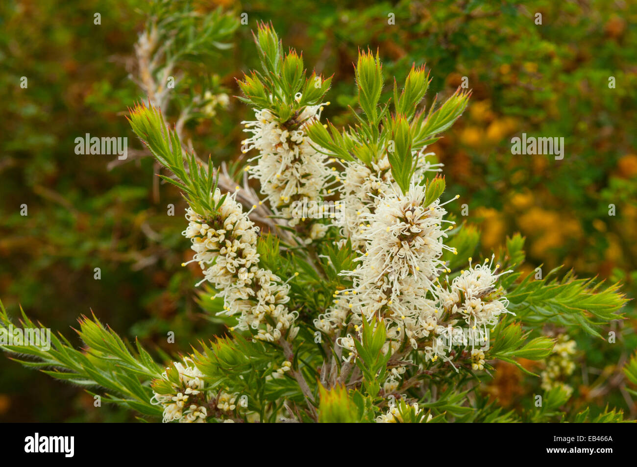 Hakea costata hi-res stock photography and images - Alamy