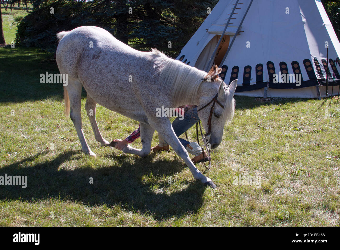 Bowing horse hi-res stock photography and images - Alamy