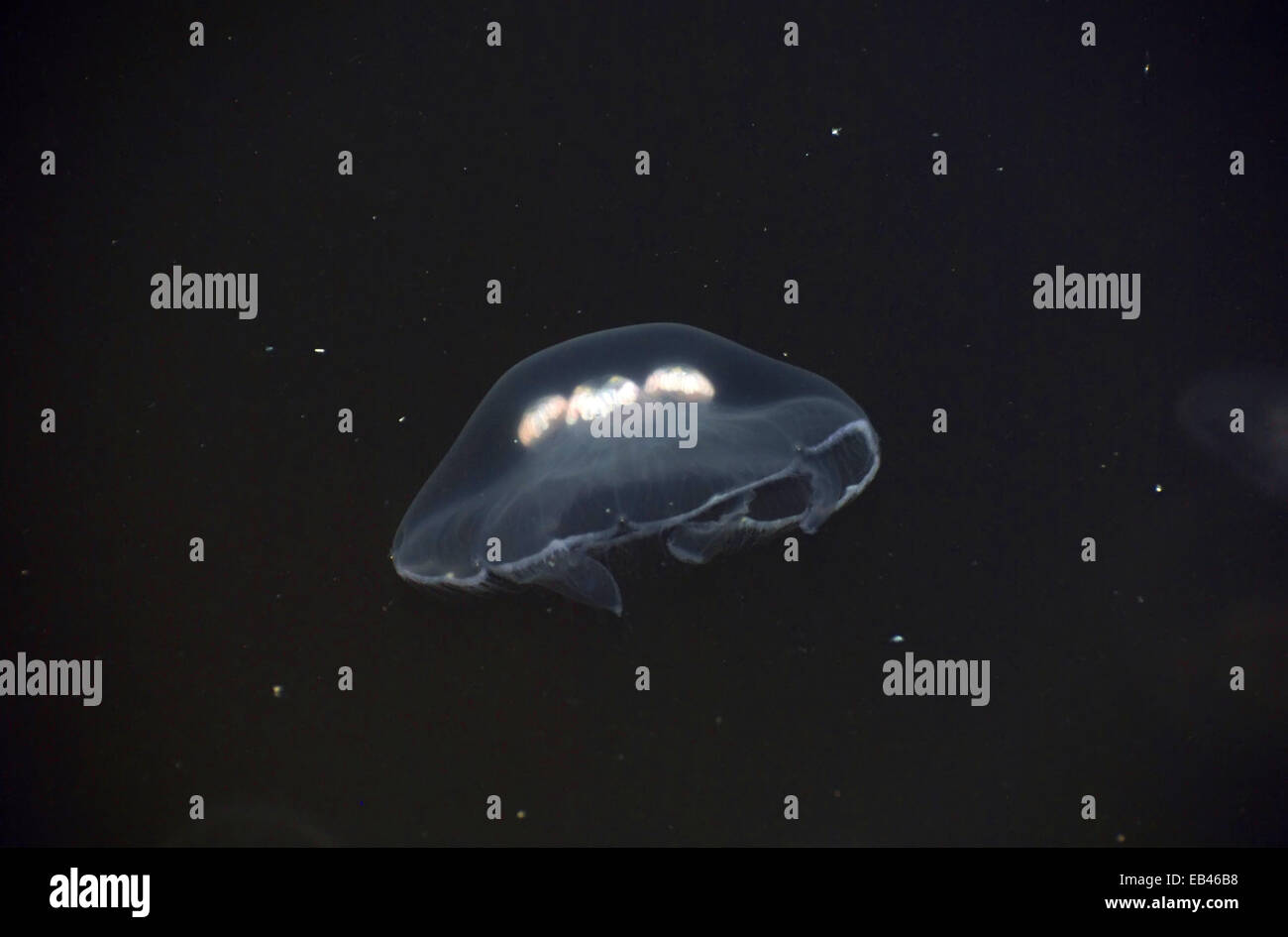 Baltic sea jelly hi-res stock photography and images - Alamy