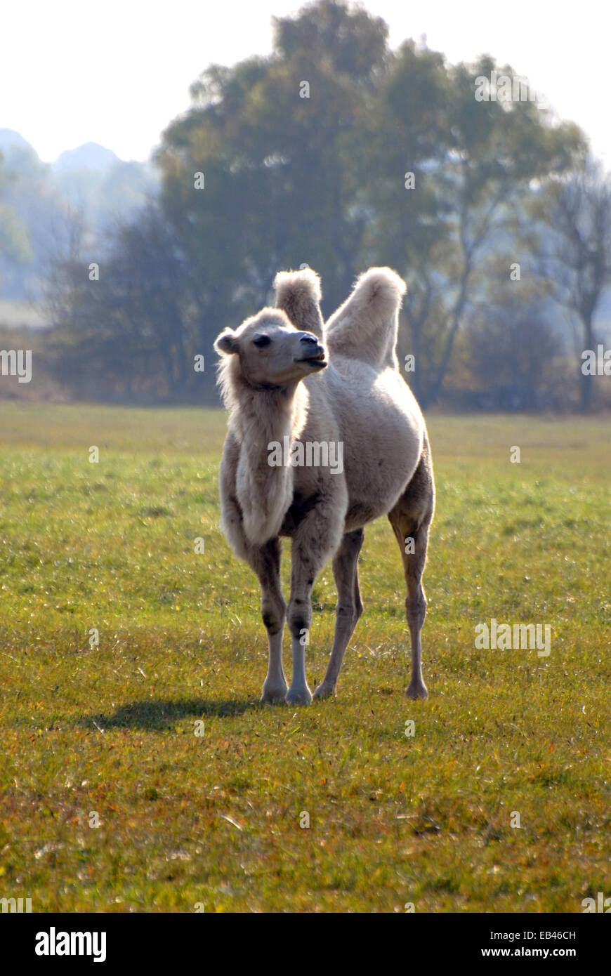 Albino camel hi-res stock photography and images - Alamy