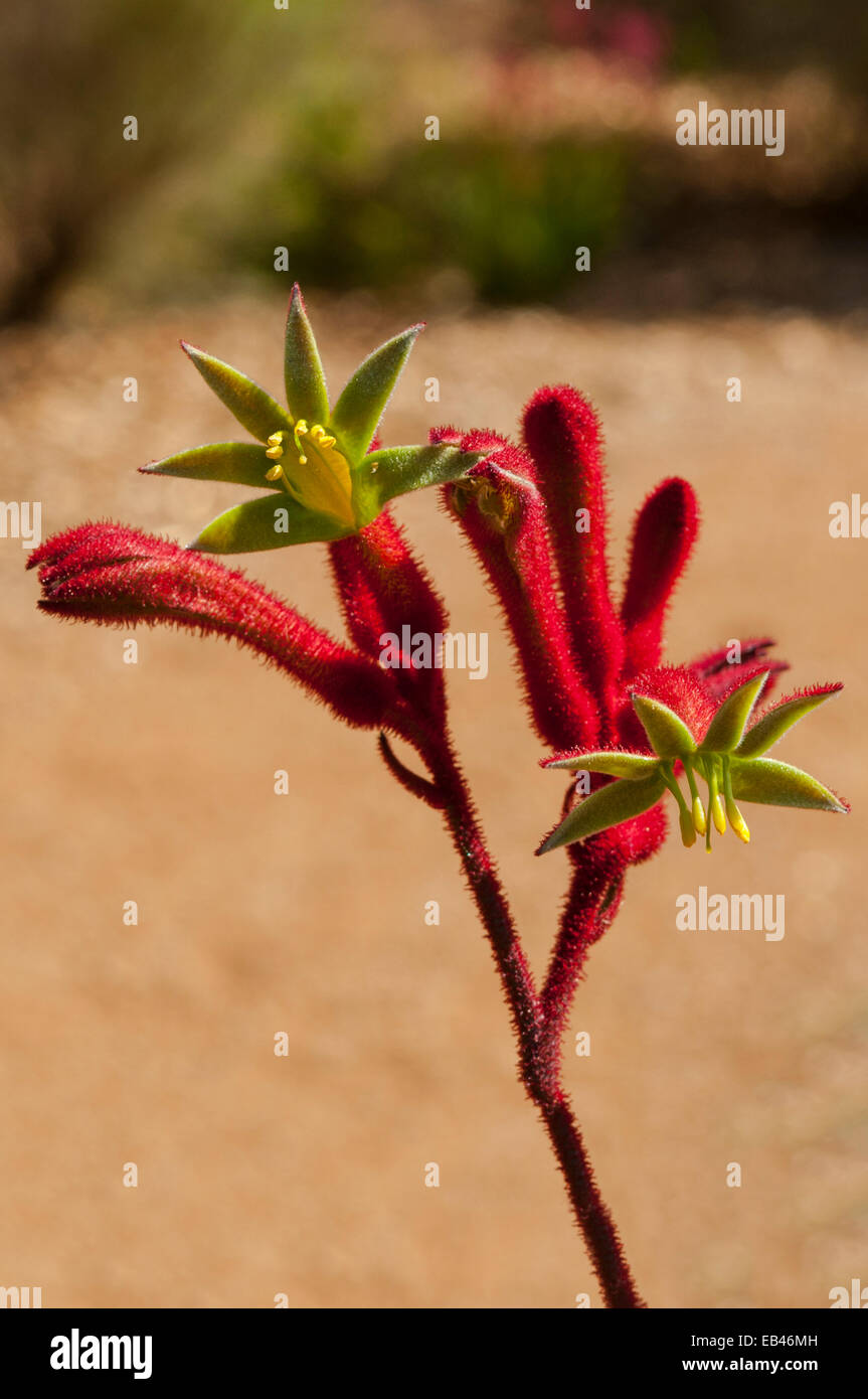 Kangaroo paw plant hi-res stock photography and images - Alamy