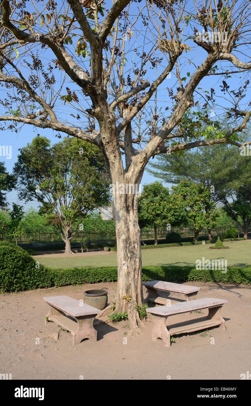 A tree in the yard of Brahu temple, in old metropolitan Trowulan ...