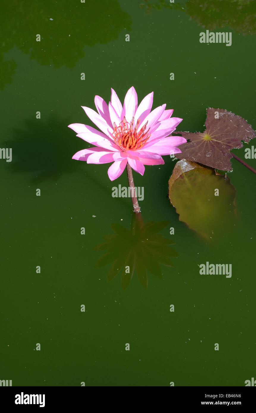 A lotus flower in a pond in the temple Wringin Lawang, in old ...