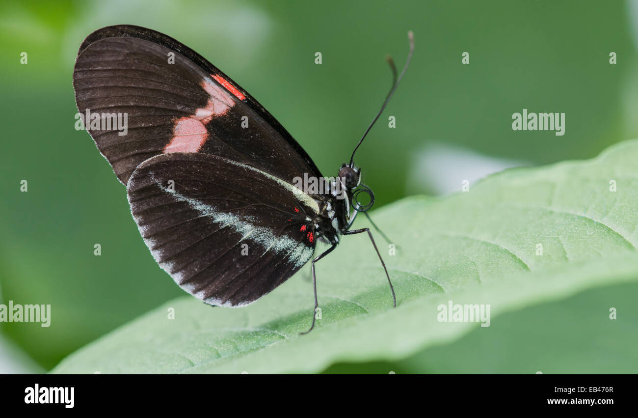 Red Postman - Heliconius erato cybria {genus Heliconius} butterfly ...