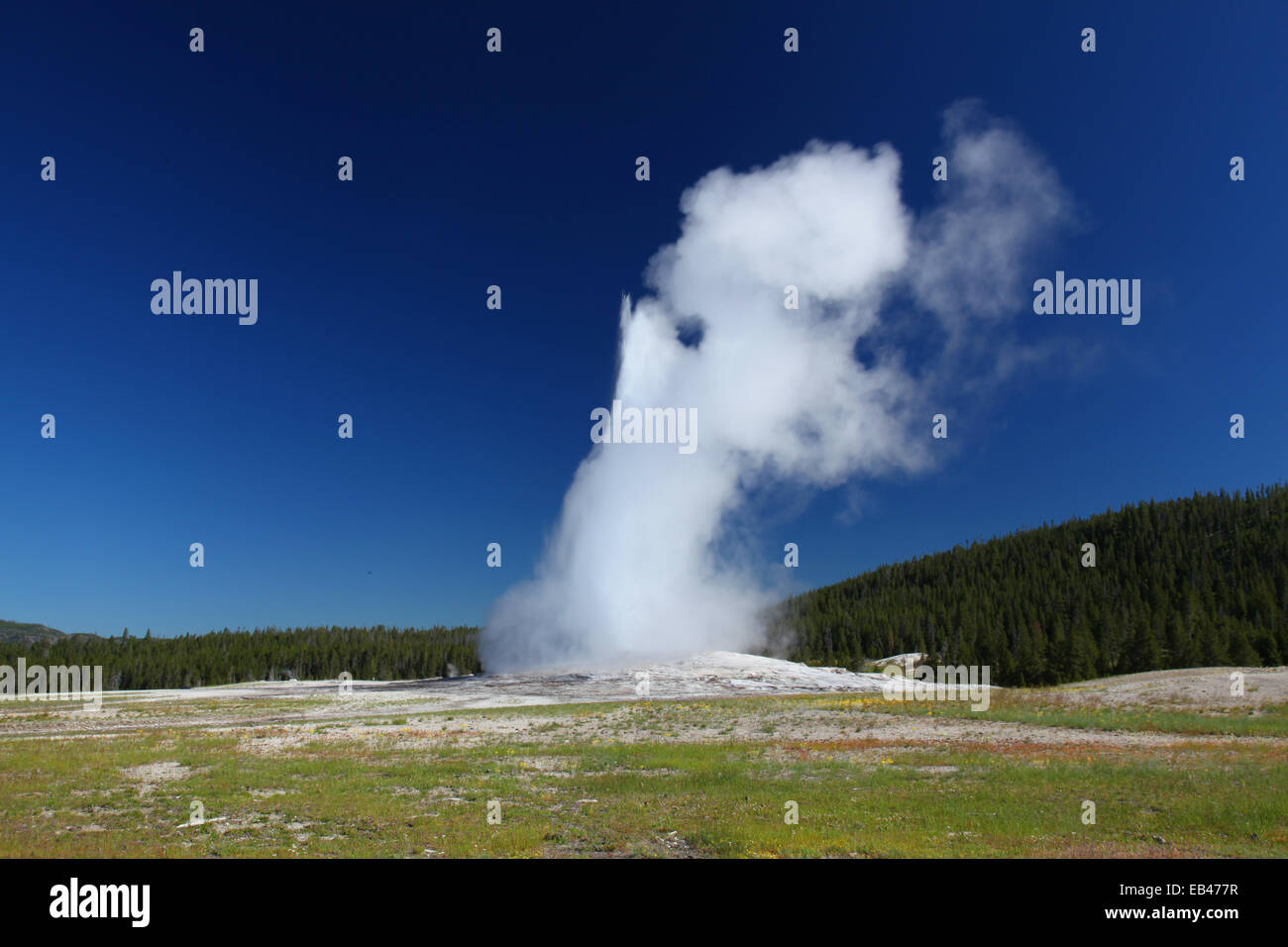 Old Faithful Geyser in Yellowstone National Park Stock Photo - Alamy