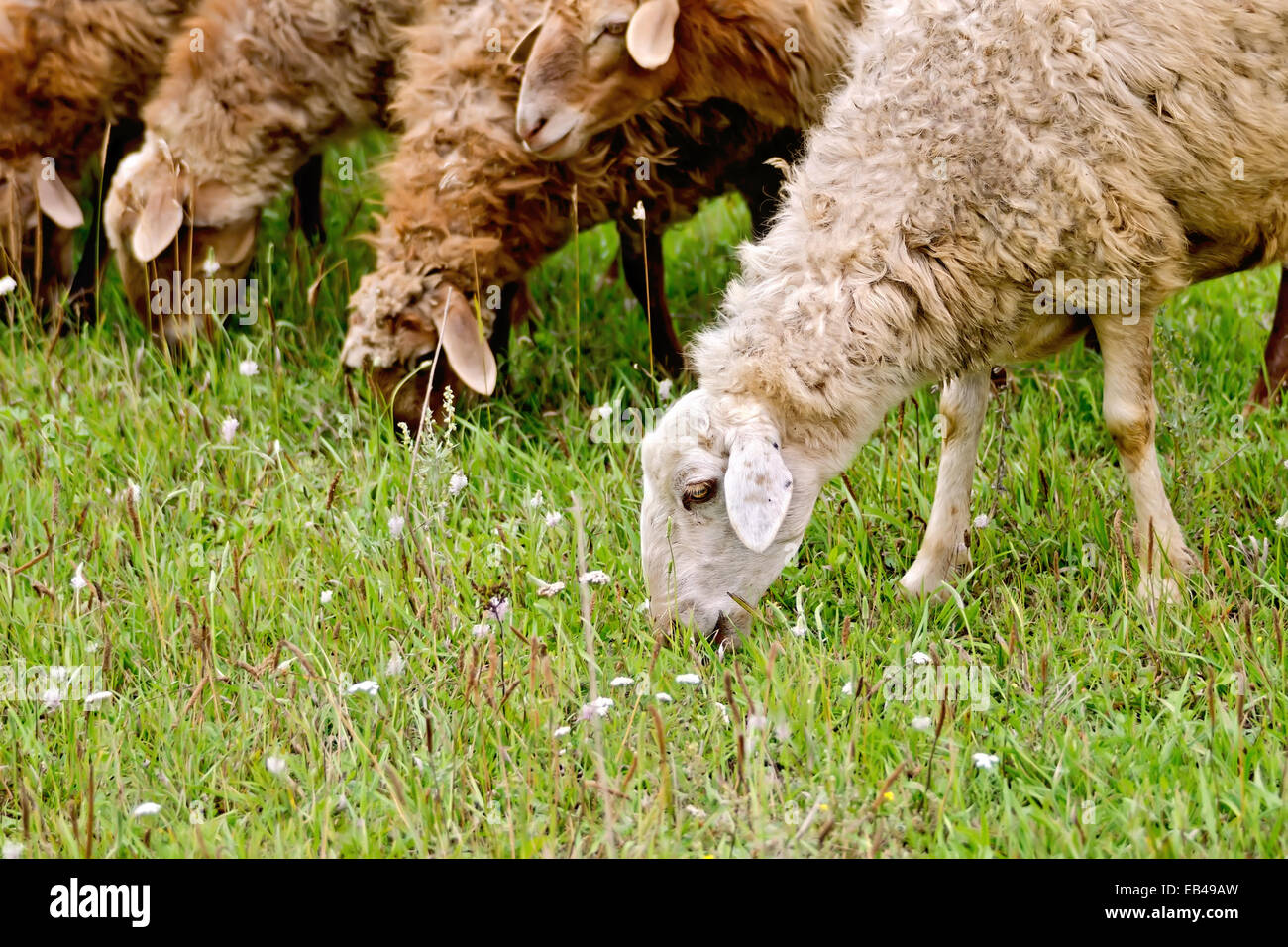 Sheep graze the grass Stock Photo - Alamy