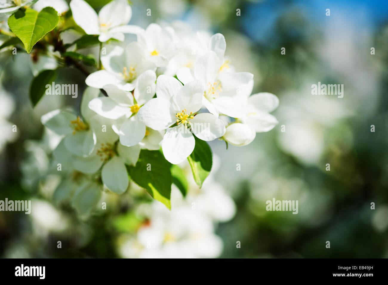 A blooming branch of apple tree in spring Stock Photo - Alamy