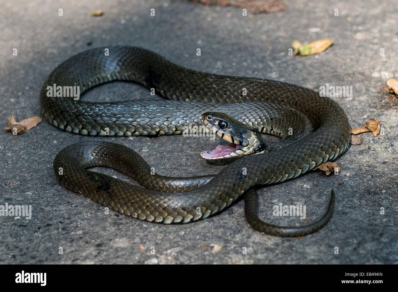 Natrix natrix photo hi-res stock photography and images - Alamy