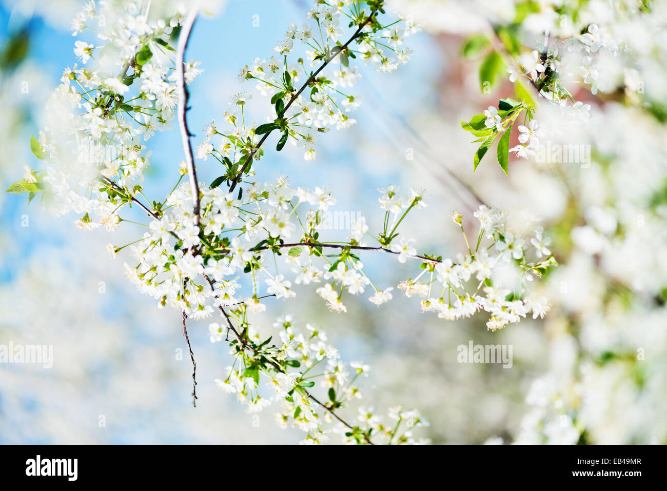 Flowers of the cherry blossoms on a spring day Stock Photo - Alamy