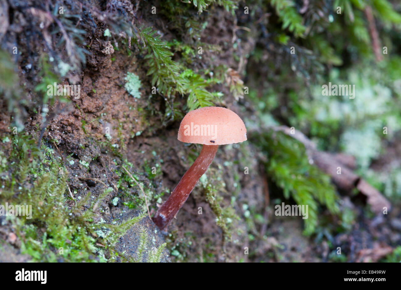 The Deceiver, a common, widespread fungus taken near Pulborough, West ...