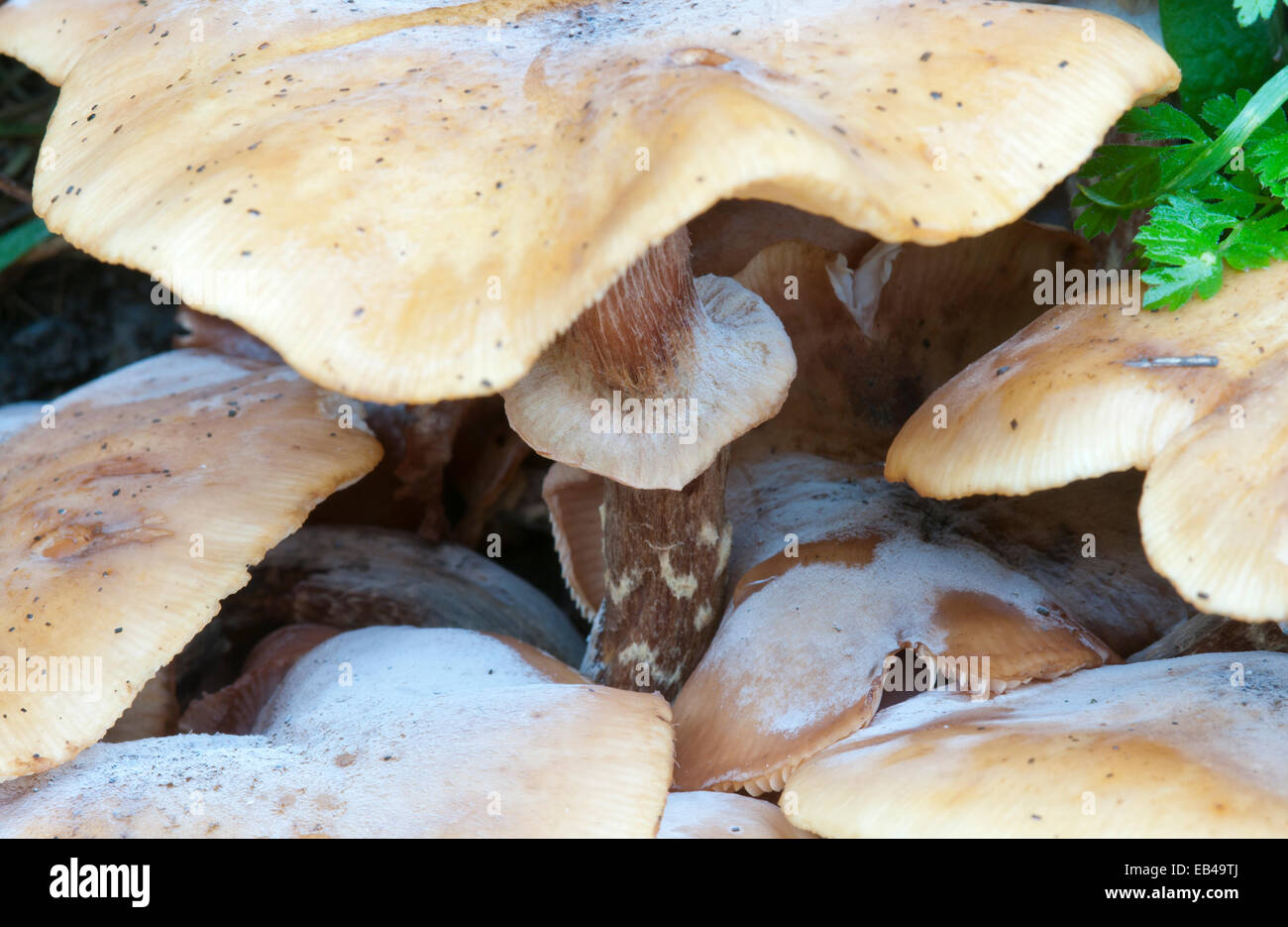 Pilus hi-res stock photography and images - Alamy