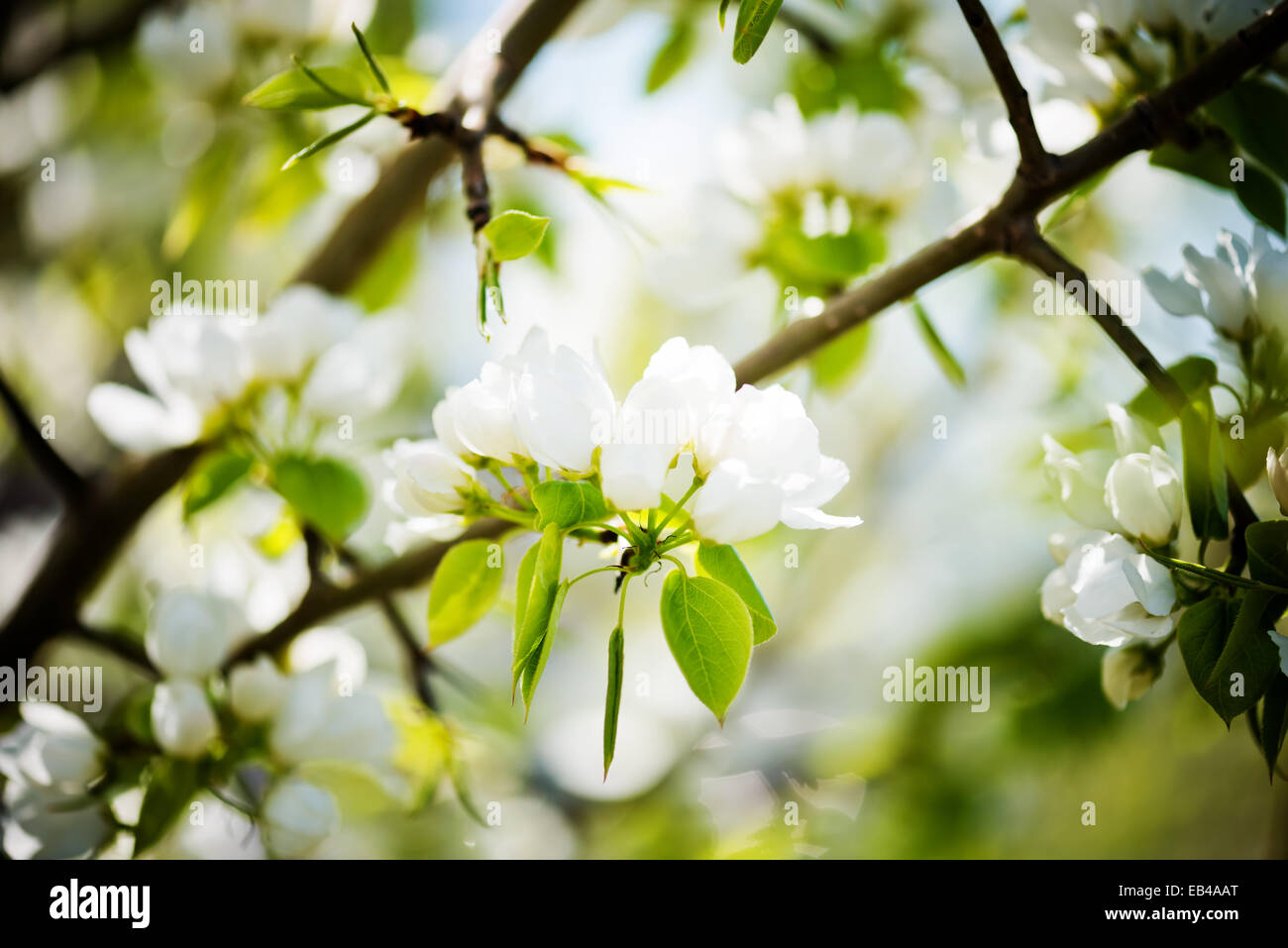 A blooming branch of apple tree in spring Stock Photo - Alamy