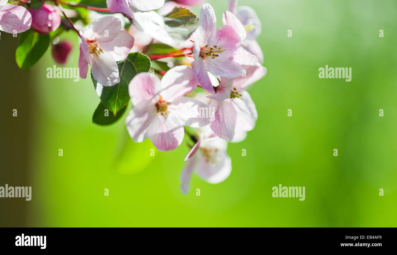 A blooming branch of apple tree in spring Stock Photo - Alamy