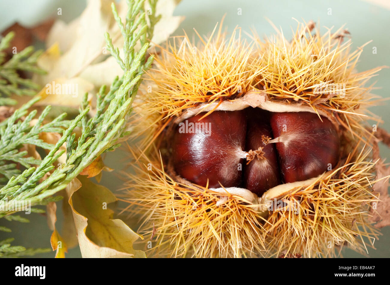 Edible casing hi-res stock photography and images - Alamy