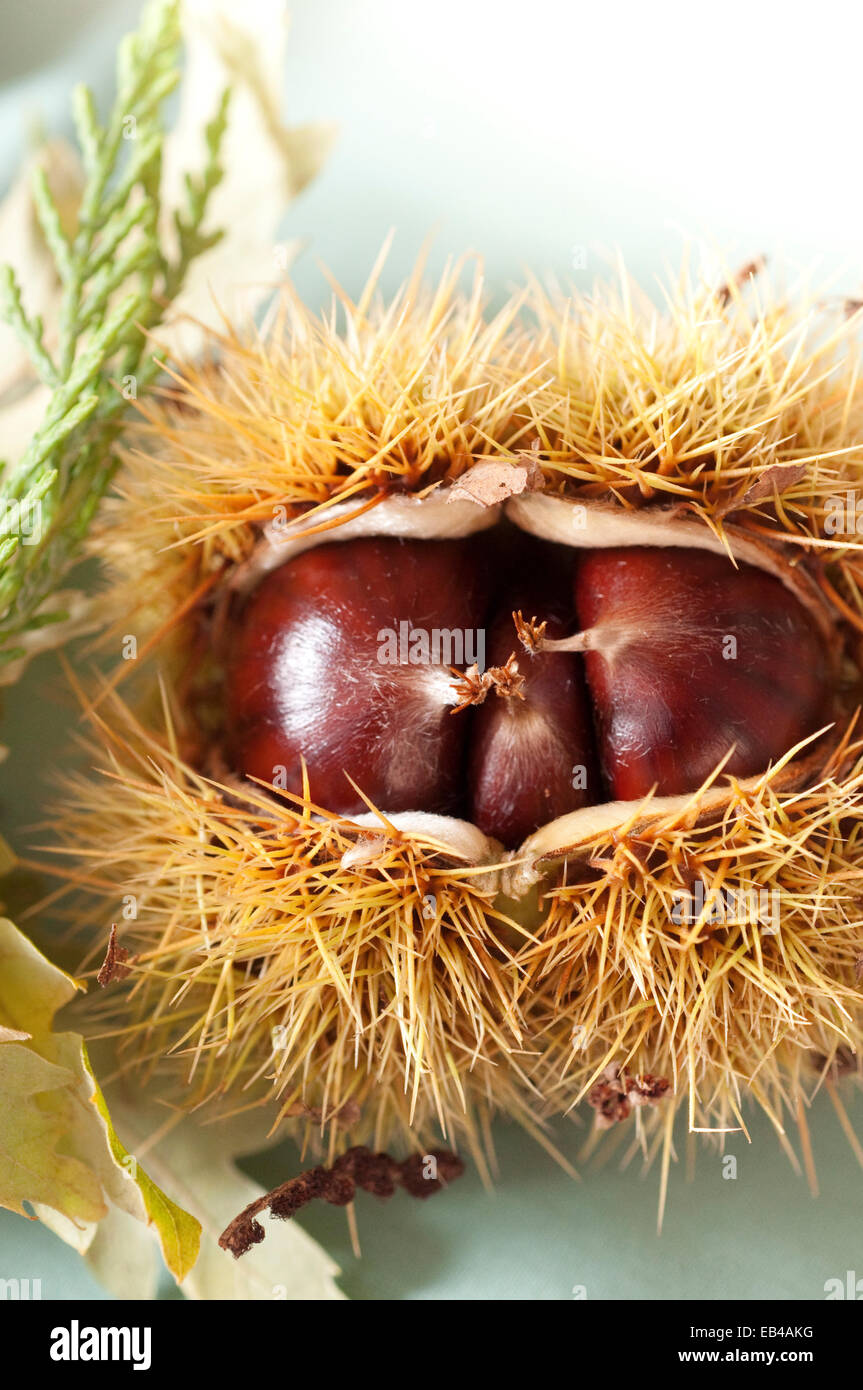 Seed casing hi-res stock photography and images - Alamy