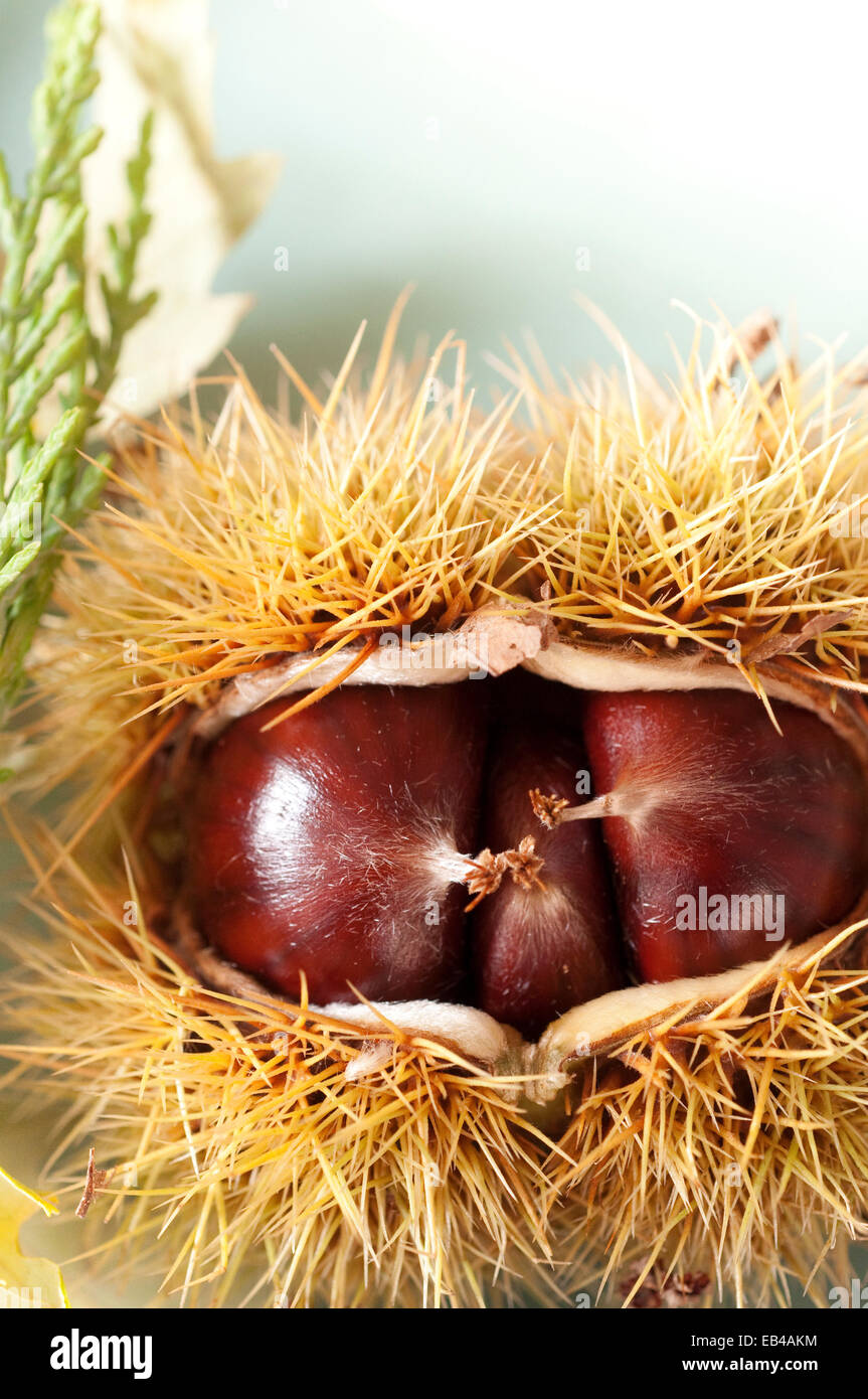 Edible casing hi-res stock photography and images - Alamy