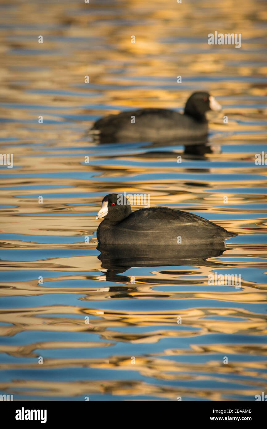 A pair of American Coots floating on gold and blue colored water in the ...