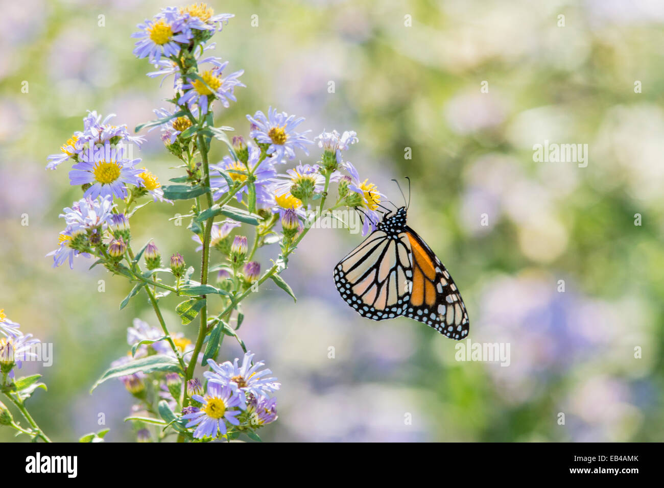 The monarch butterfly is a milkweed butterfly in the family Nymphalidae ...
