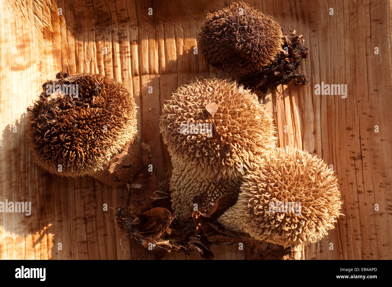 Echinatum hi-res stock photography and images - Alamy