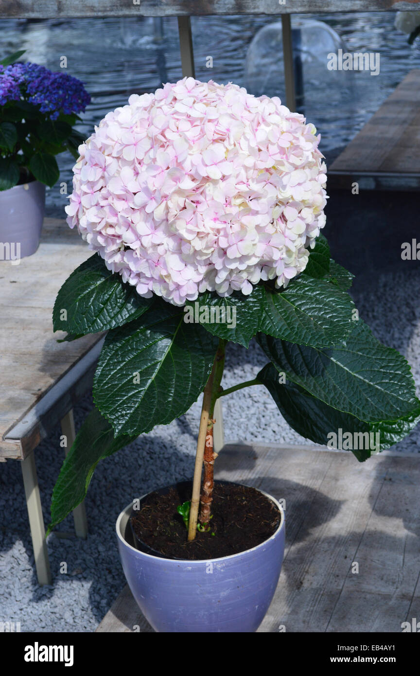 Pink Hydrangea Macrophylla Avantgarde in pot on Display at Keukenhof ...