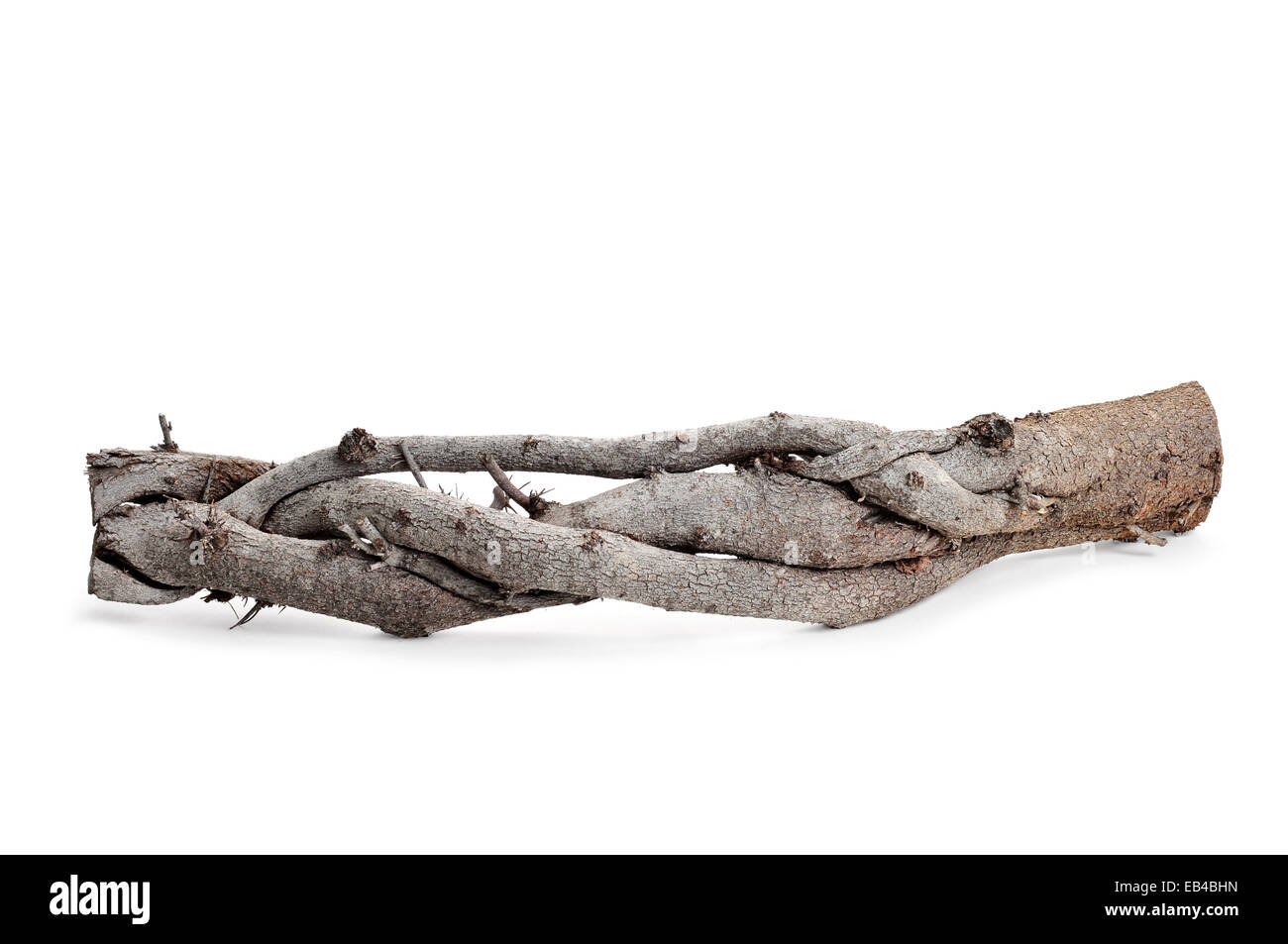 Twisted tree trunk hi-res stock photography and images - Alamy