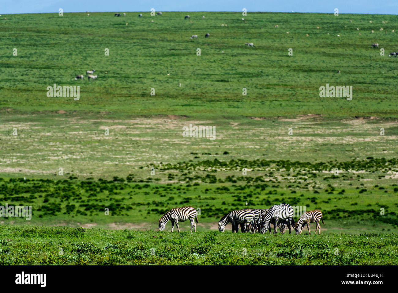 Short grass plains hi-res stock photography and images - Alamy