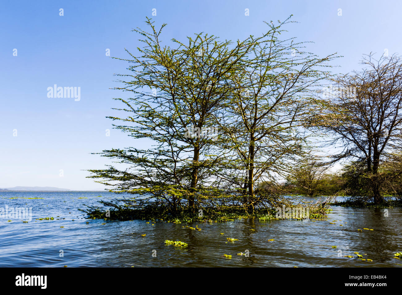Freshwater surface hi-res stock photography and images - Alamy