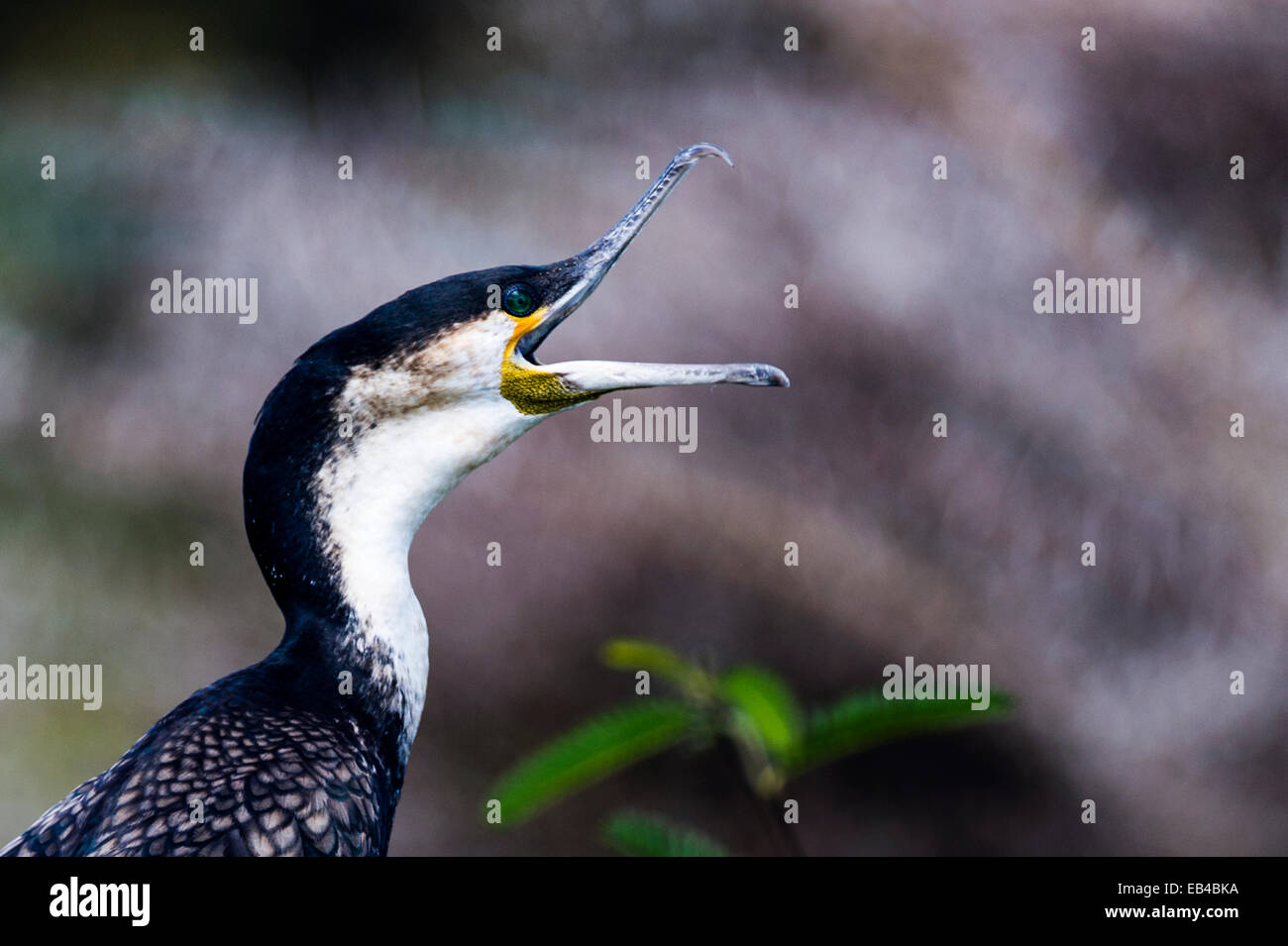 A white-breasted cormorant opens and stretches its large hooked bill ...