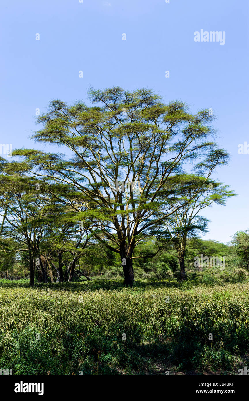A stand of yellow bark acacia surrounded by tall grasses on the shore ...