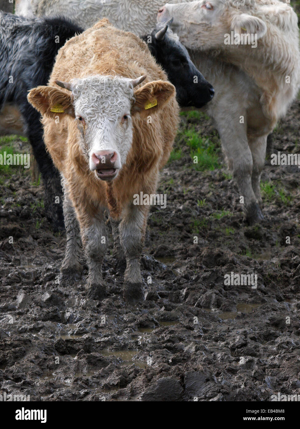 Cow in the mud hi-res stock photography and images - Alamy