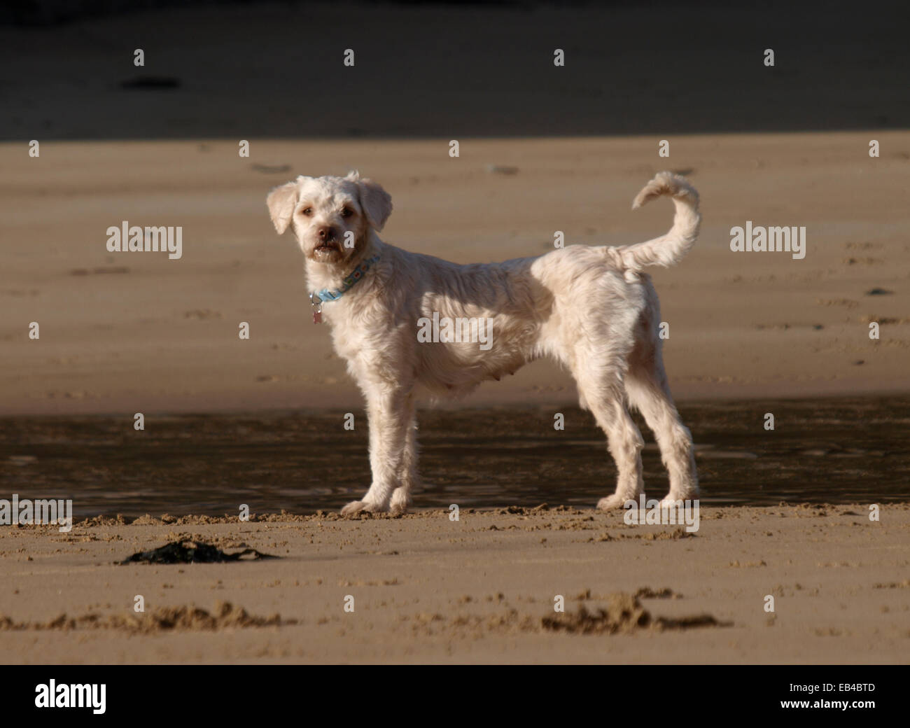 Labradoodle Side View High Resolution Stock Photography and Images - Alamy