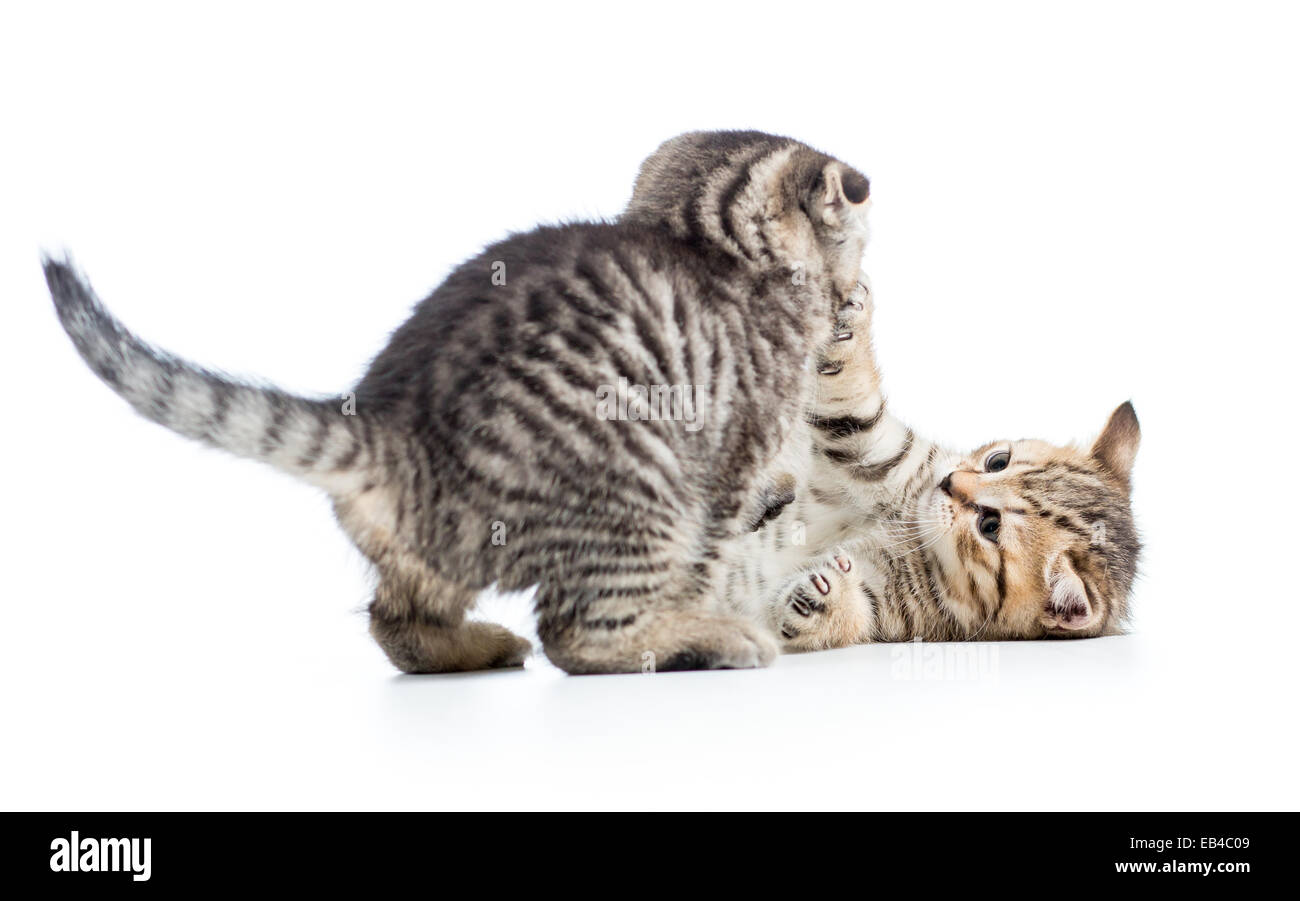 two funny cat kittens play together Stock Photo - Alamy
